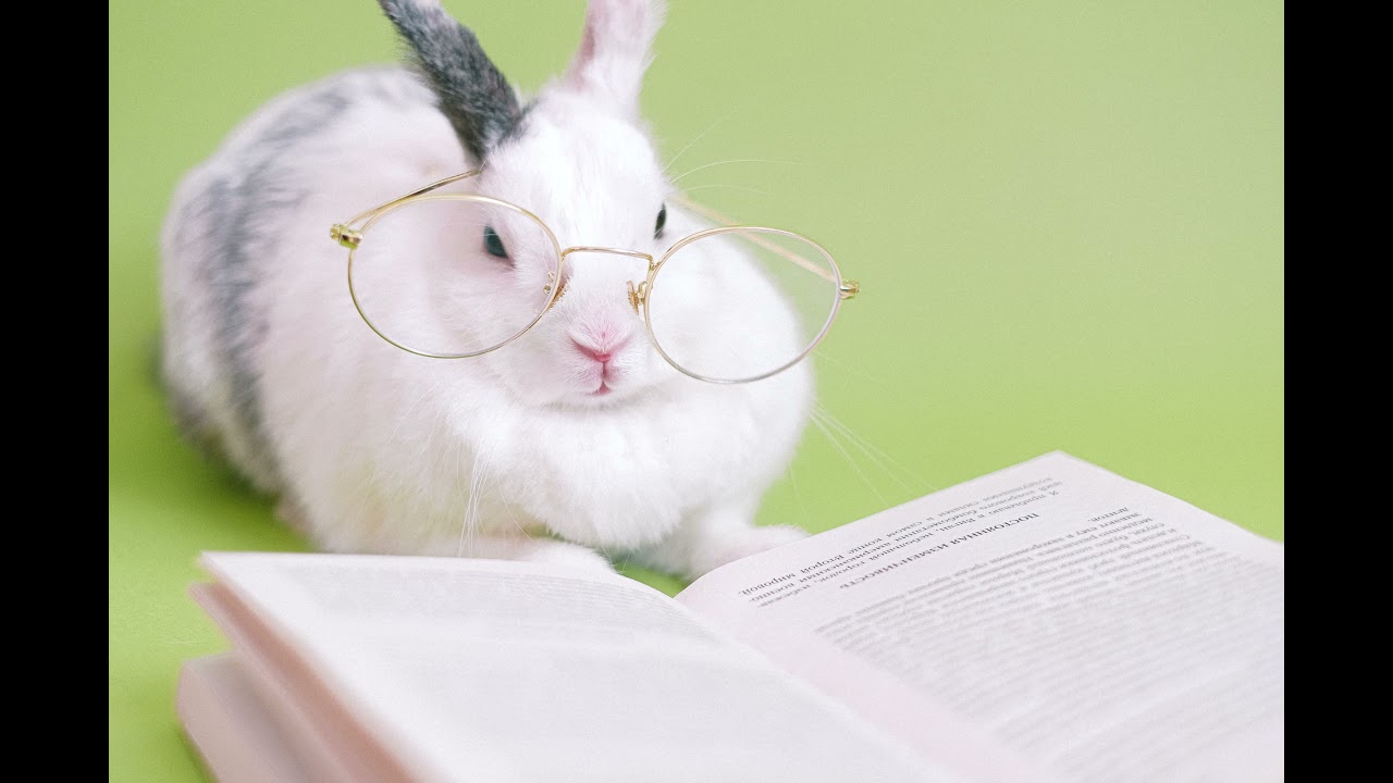 Best 19 Funny Zoom Backgrounds