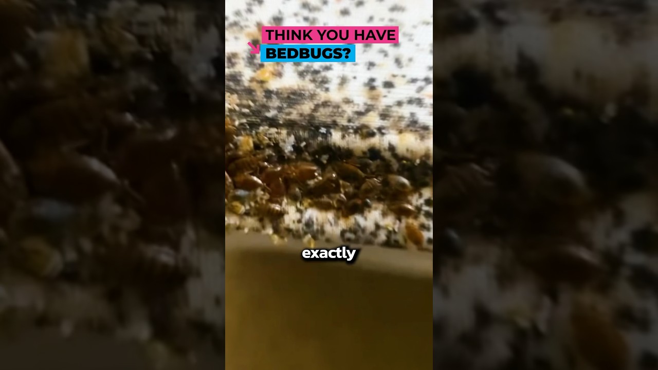 How to Check for BEDBUGS in a Hotel 🏨