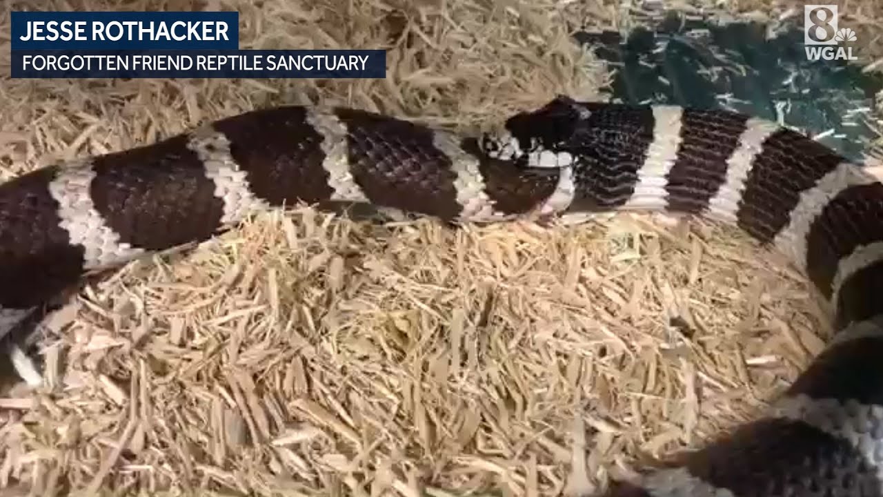 Snake tries to eat itself!