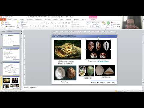 GASTROPODA, SCAPOPODA, CEPHALOPODA