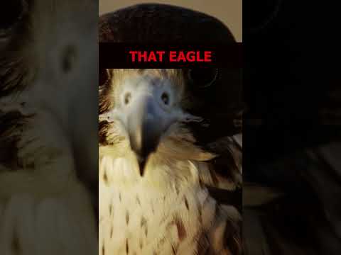 Spread your wings and soar like an eagle @EaglesBand @EagaleS Fly @EagleHomeEntertainments