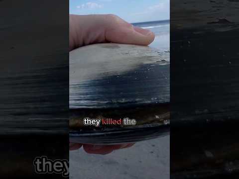 507 Years Old Ming The Clam: How Scientists Accidentally Killed The OLDEST Clam?