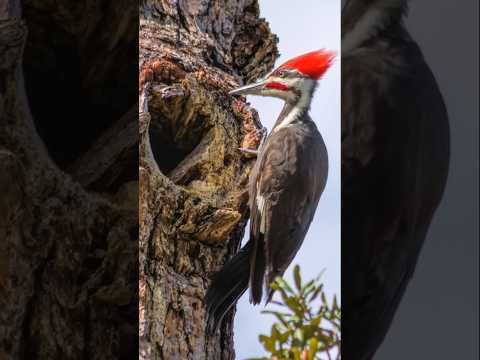Great Woodpecker Pecking ๐ฑ๐ Wood | beautiful animal in the world #animals #wildlife #shorts