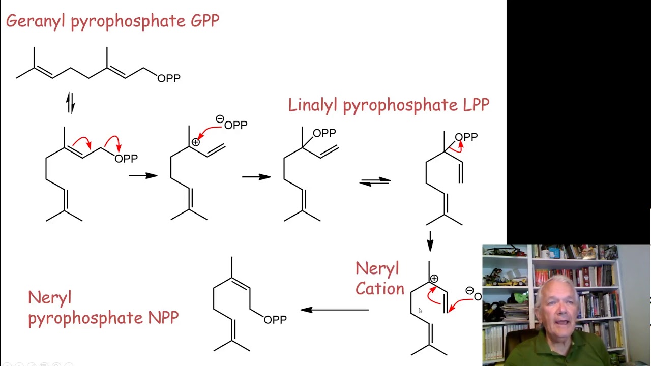 Terpene Biosynthesis
