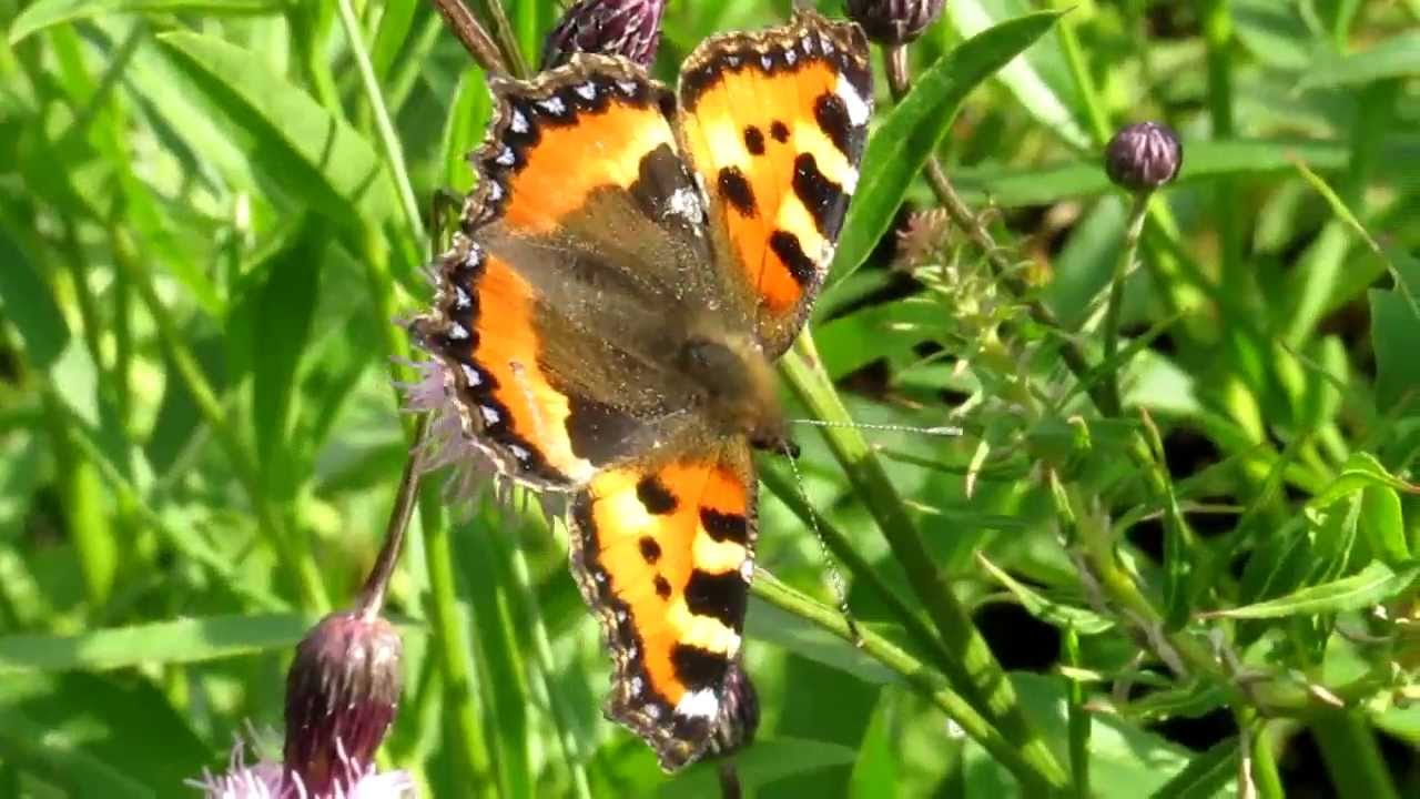 Aglais urticae - Small tortoiseshell