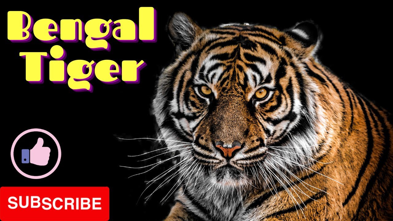 Bengal Tiger – Introduction , Tiger Habitat, Height, Weight, Length, Food & Lifespan #bengaltiger