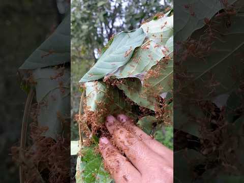 Have 30000 ants in the nest