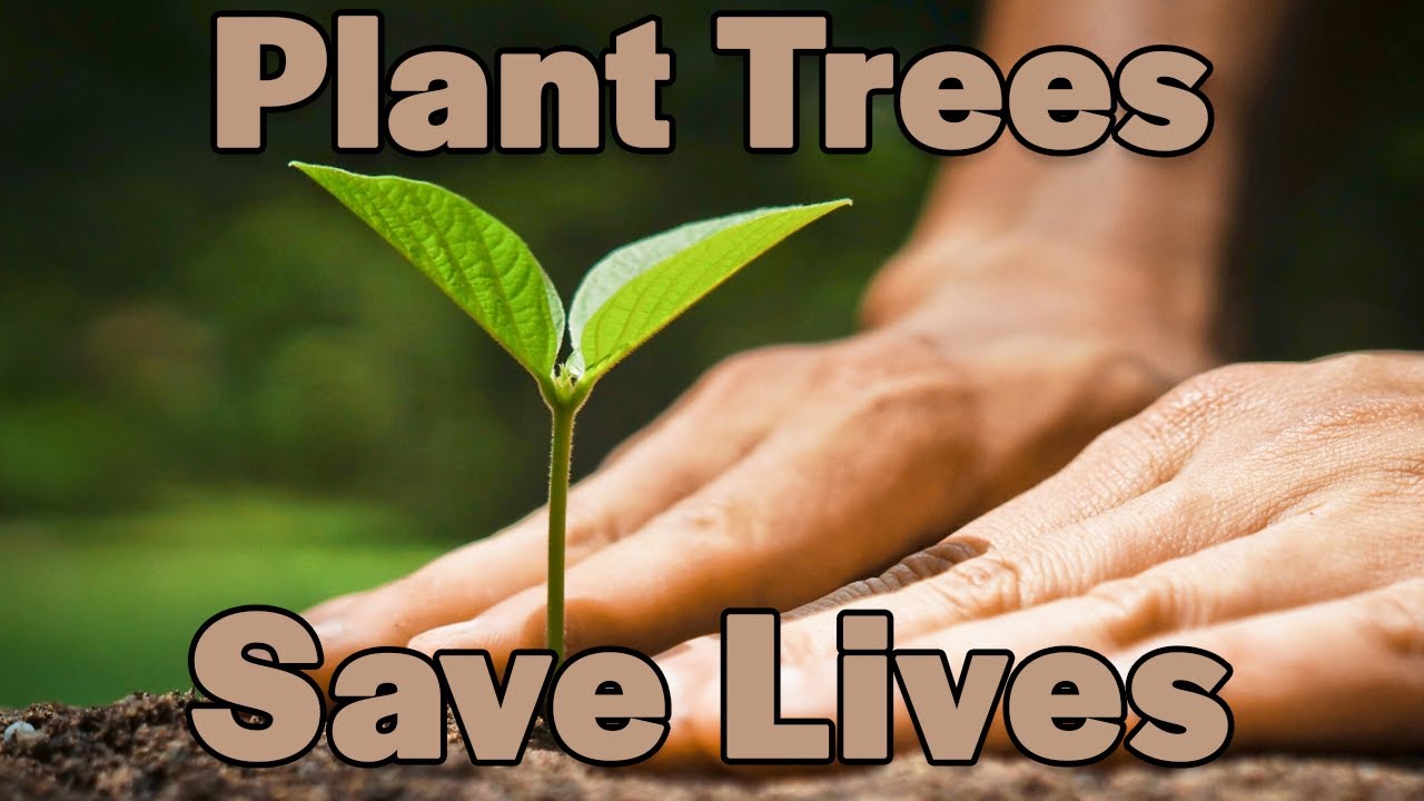 How You Can Improve Lives by Planting Trees | The Eden Reforestation Projects