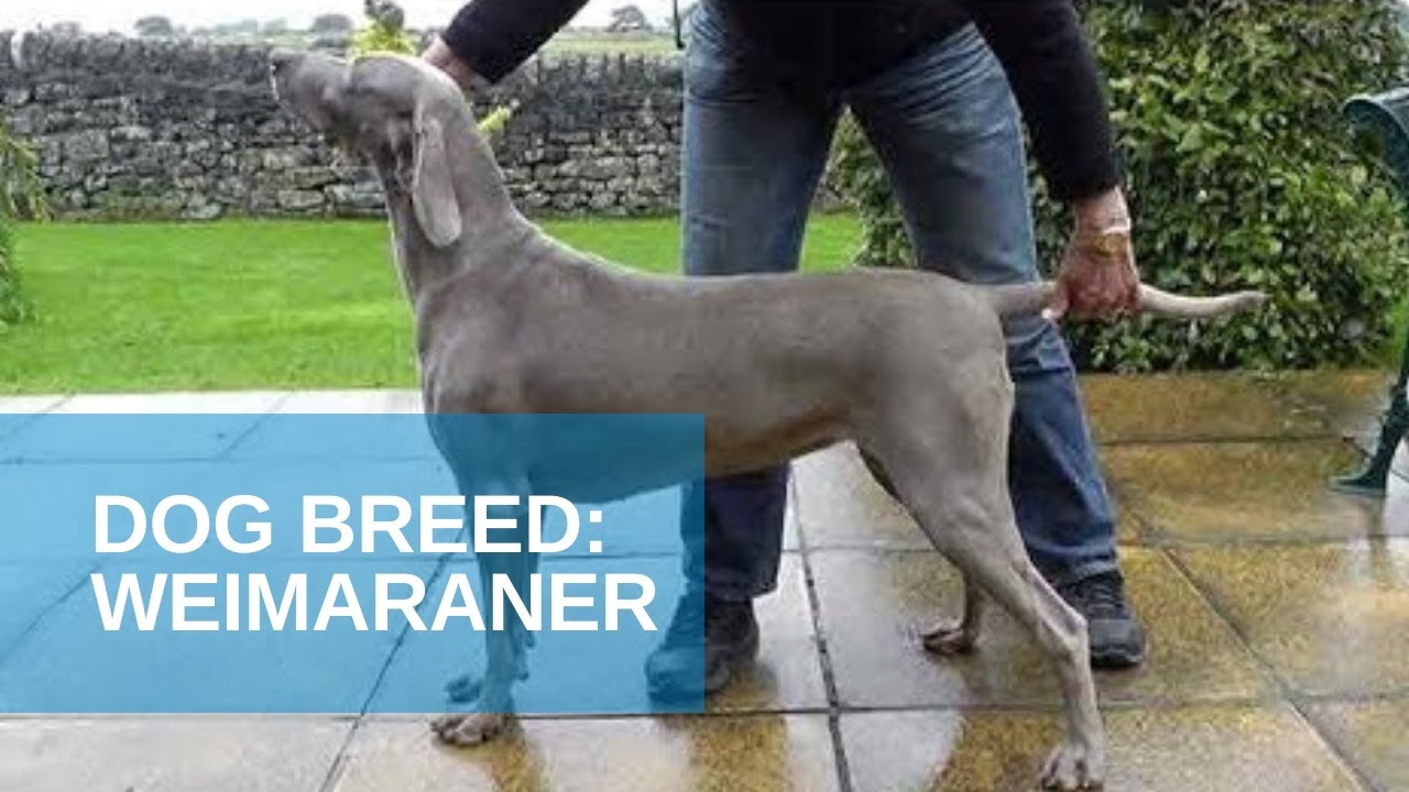 Dog Breed Video: Weimaraner