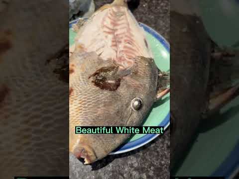 COOKING TRIGGER FISH FOR DINNER #shorts #fish #cooking #dinner