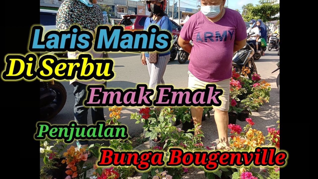 Laris manis Penjualan bunga Bougenville di pasar pagi