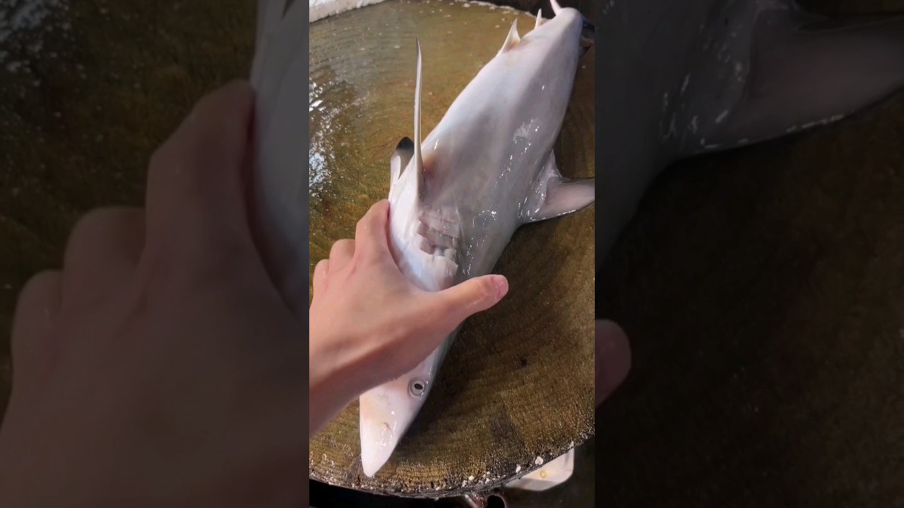 How to distinguish blackfin sharks? #Fishcutting #technique #Shark #seafoodprocessing #seafood