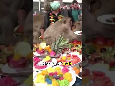 They Throw a Luxury Feast for MONKEYS?! Only in Thailand! πππ±