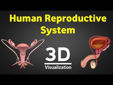 Human reproduction 3d human reproductive system 3d male & female reproductive system NEET 2024