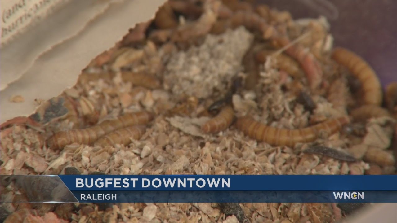 BugFest invades downtown Raleigh