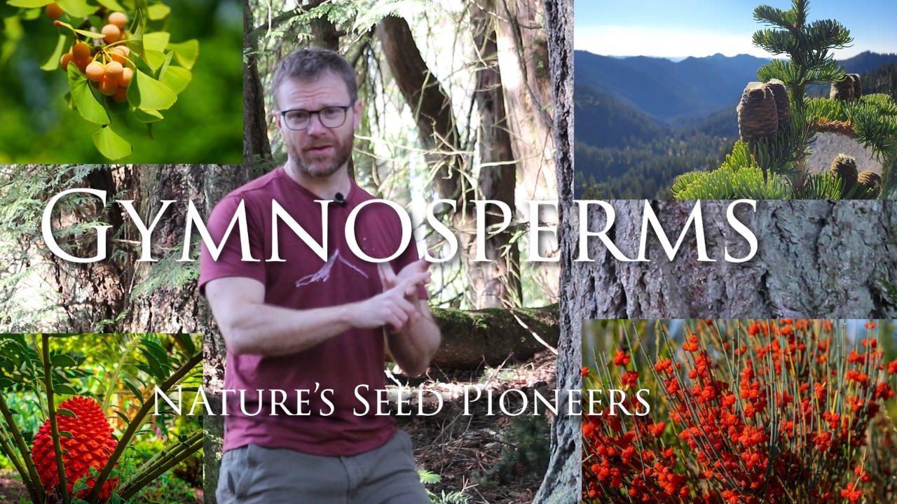 Gymnosperms: Nature's Seed Pioneers