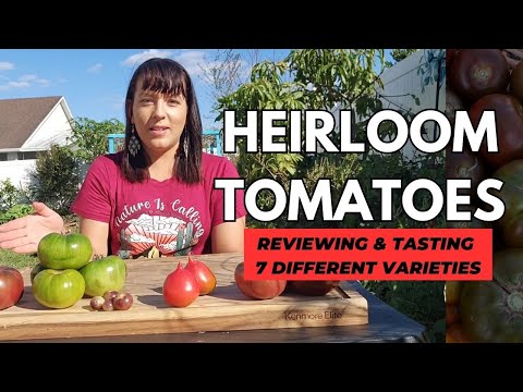 Review & tasting 7 heirloom tomatoes #heirloomtomatoes #besttastingtomato #vegetablegarden #garden