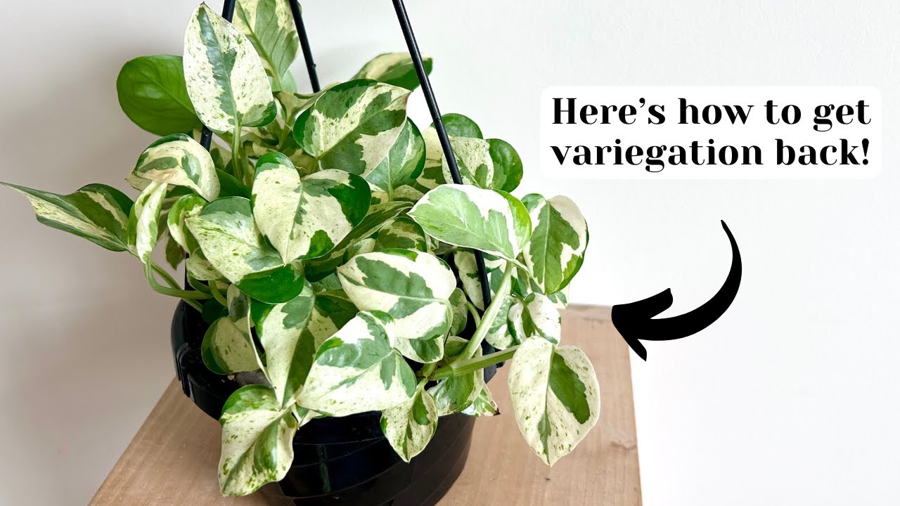 Variegated plants | Keep variegated leaves & STOP them from reverting!