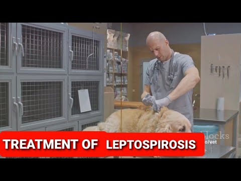 Treatment of leptospirosis in dogs | Signs and symptoms