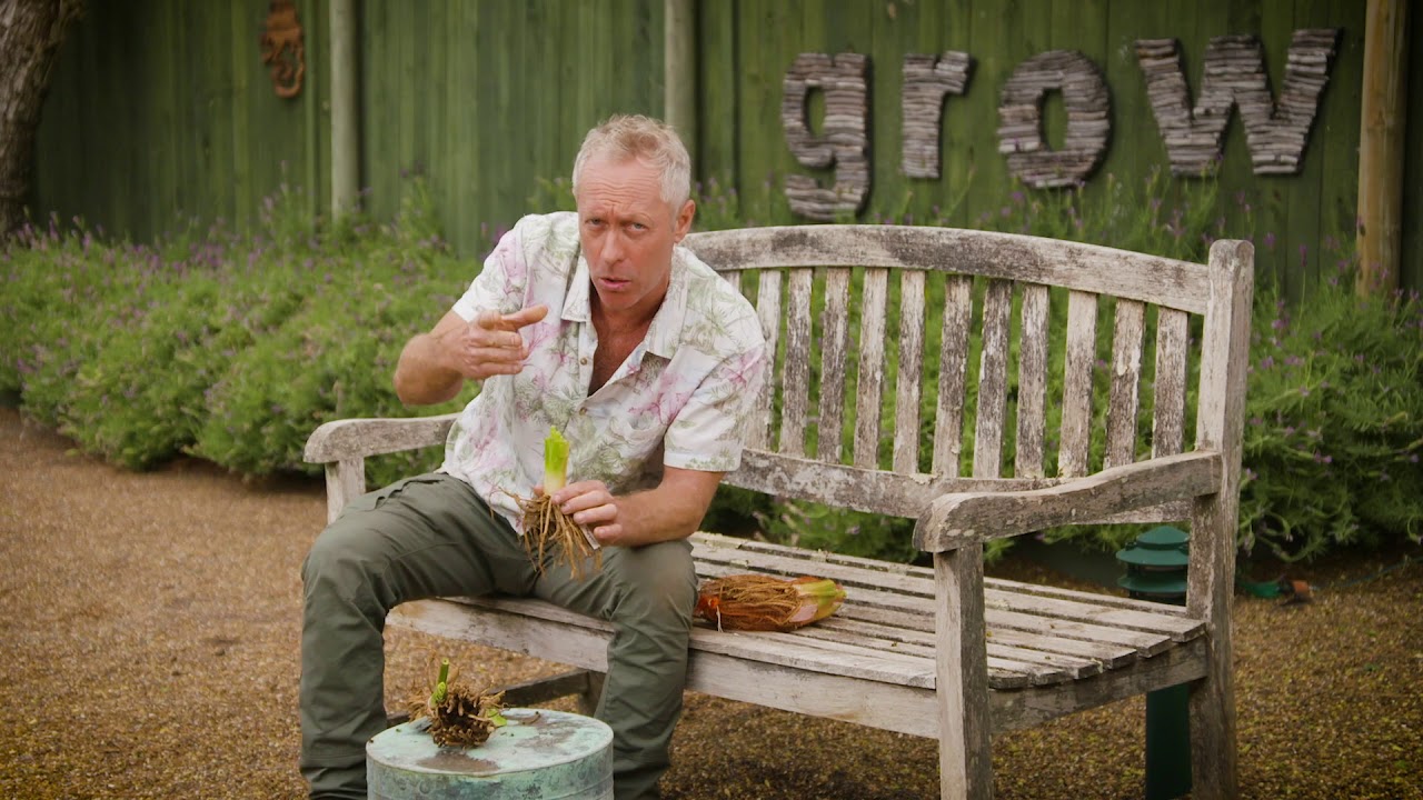 The Garden Gurus - Daylily