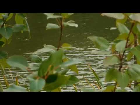 Small Trees-Cattails At The Lake - Free Stock Creative Commons Video