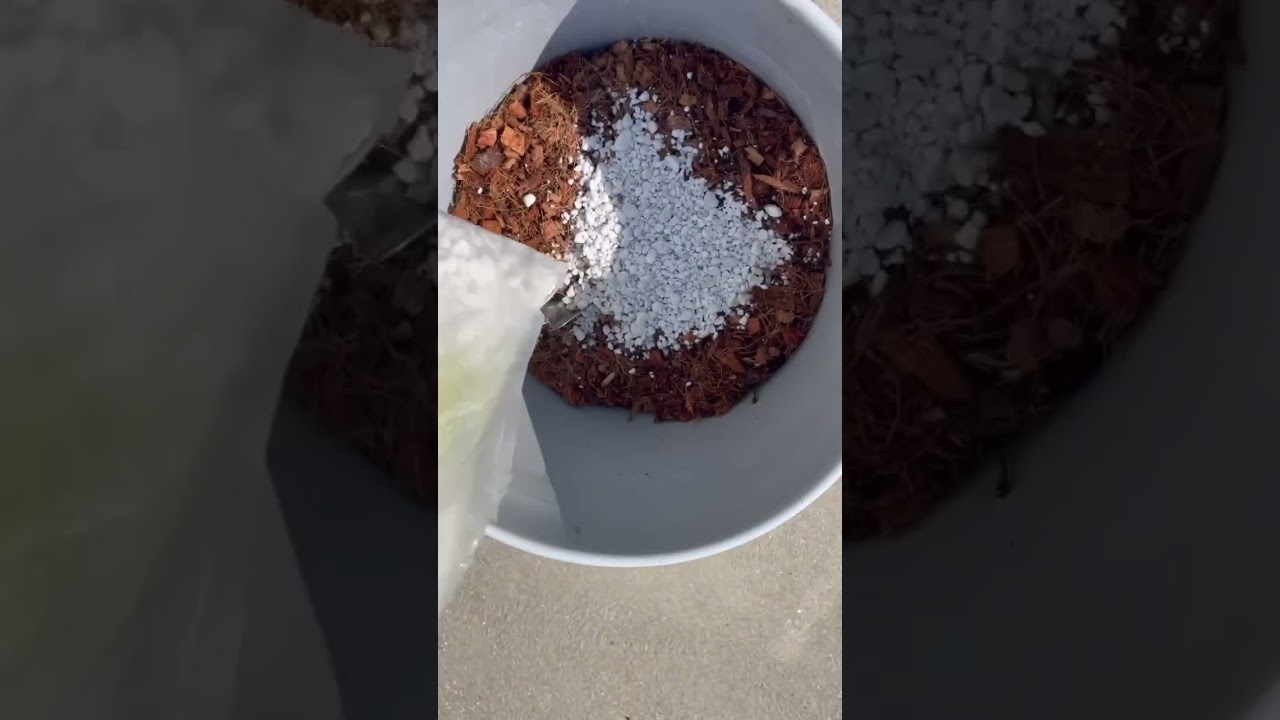 My substrate: coco husks & perlite. That simple, that rewarding! Click 3 dots ↗️ 4 links. #hoya