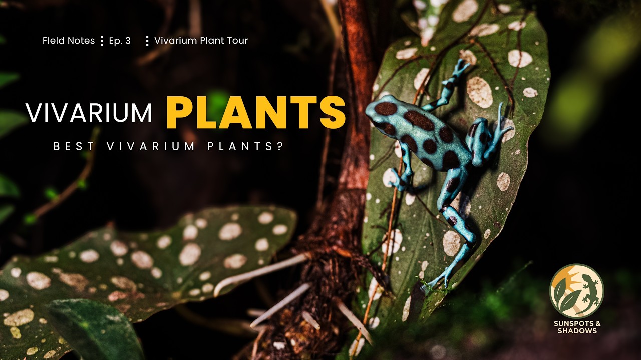 The Plants I Use In My Vivariums 🌿 | Dart Frogs, Crested Geckos & Leopard Geckos