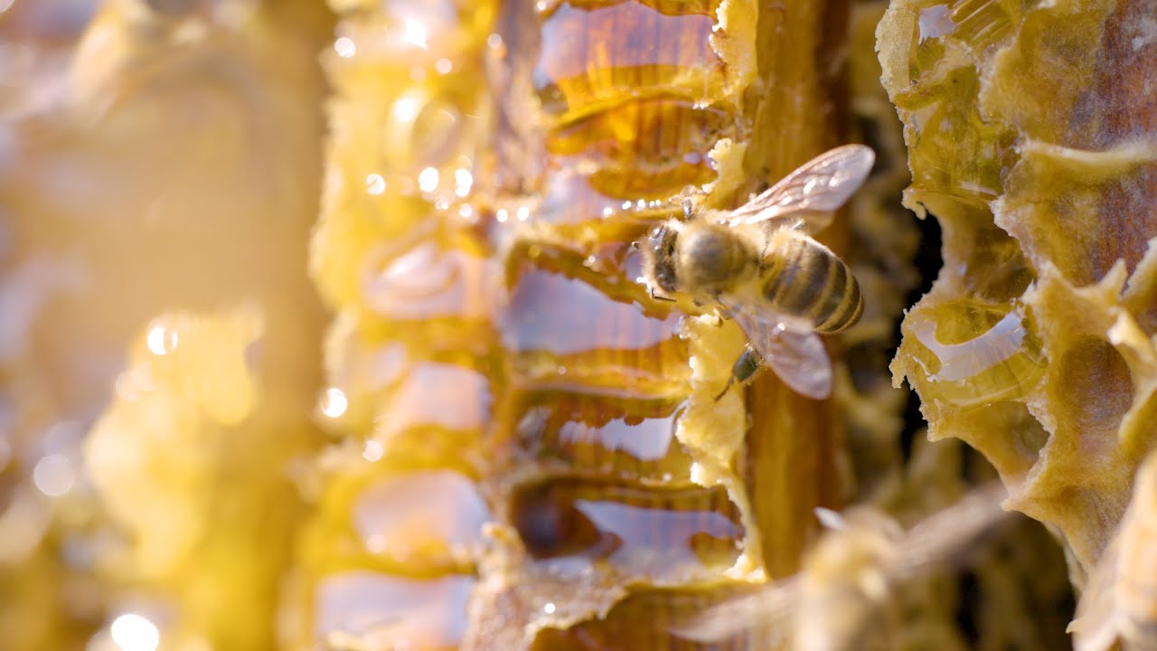 Bees a Buzz | Walker Honey Farm