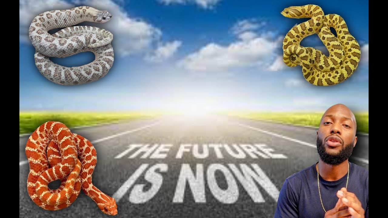 Future of Hognose Morphs