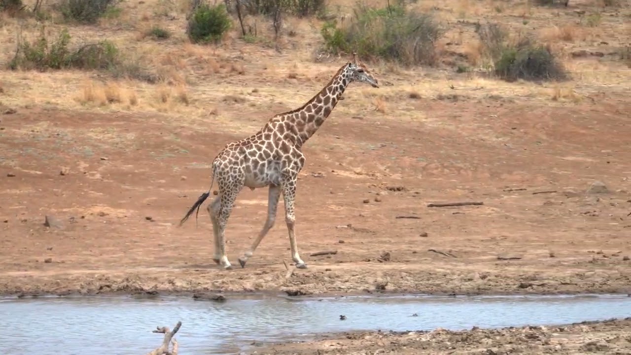giraffe walking reference