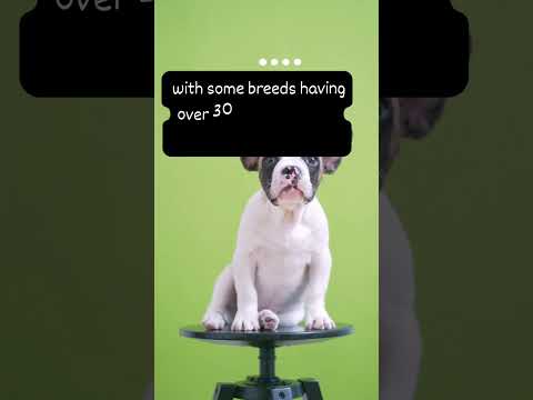 Did you know this about dog's nose?