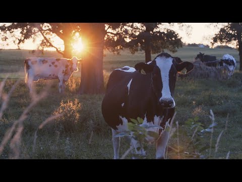 Resiliency & Spirit: Rohde Dairy
