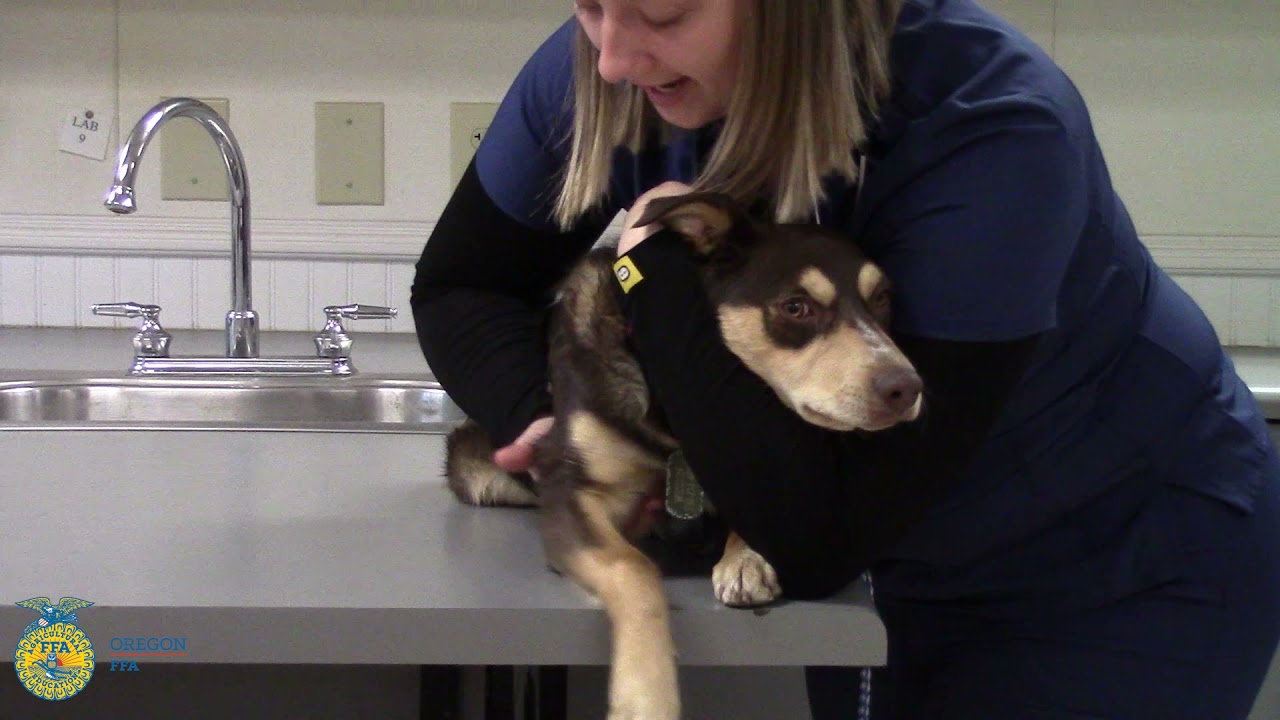 Dog Restaint for Cephalic Venipuncture