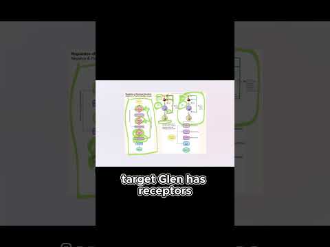Positive Feedback Loops How They Work #biology #endocrinephysiology #humanbodysystem