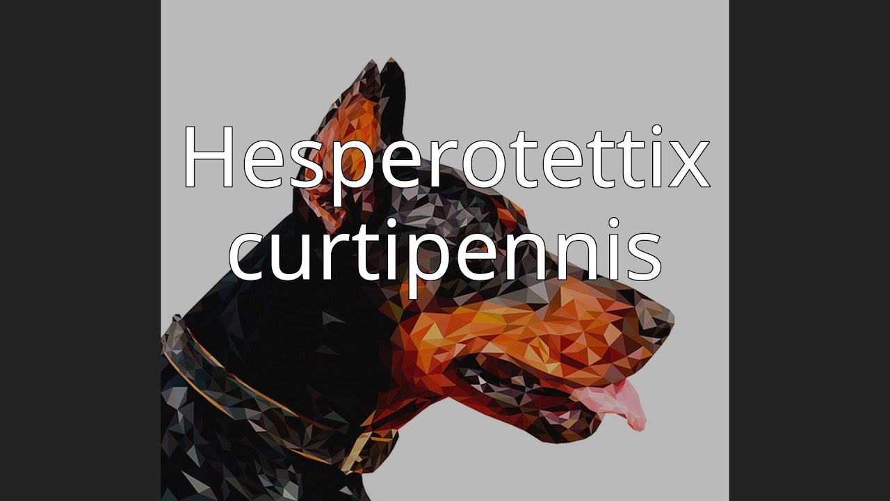 Hesperotettix curtipennis