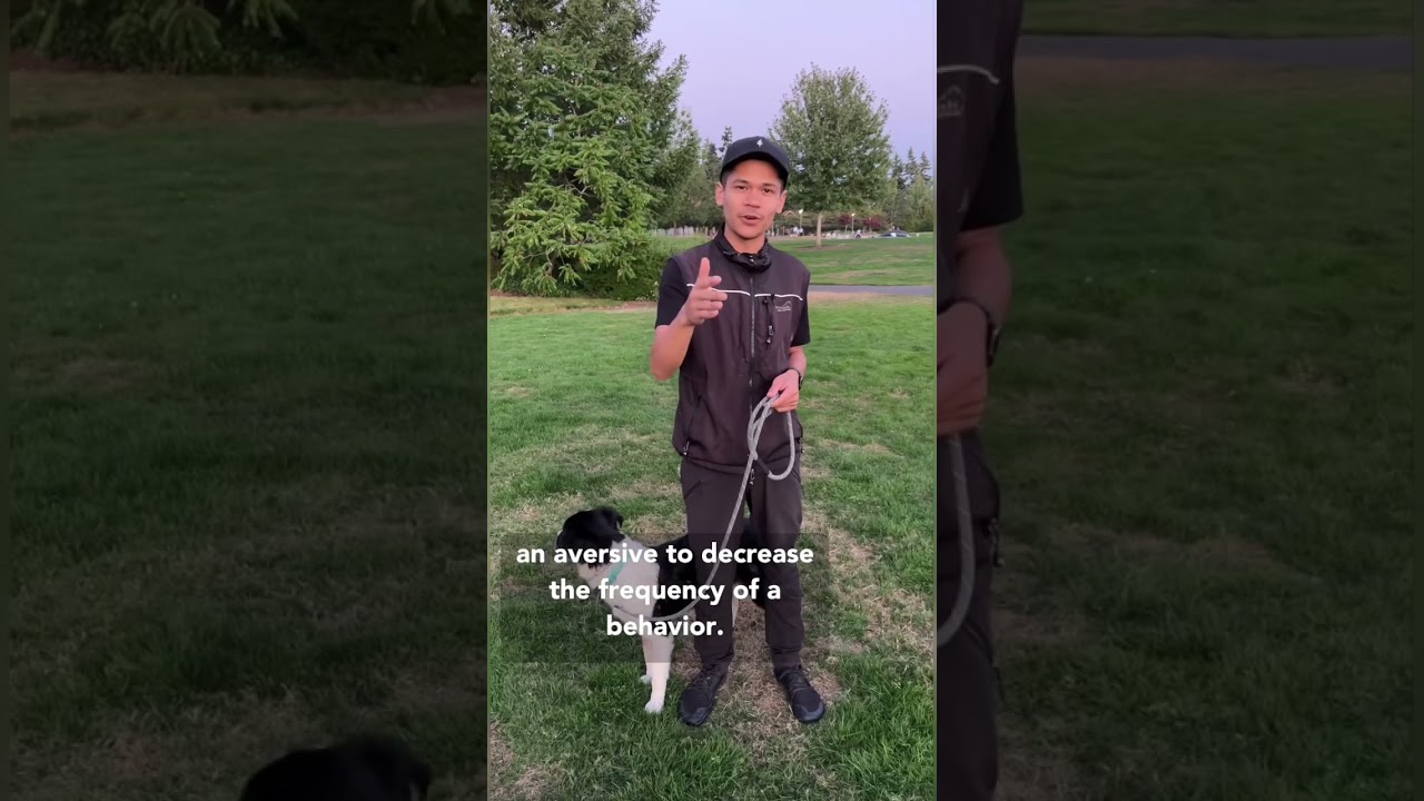 How to STOP dog jumping on people ‼️🐕