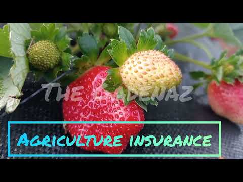 Why you need Agriculture Insurance
