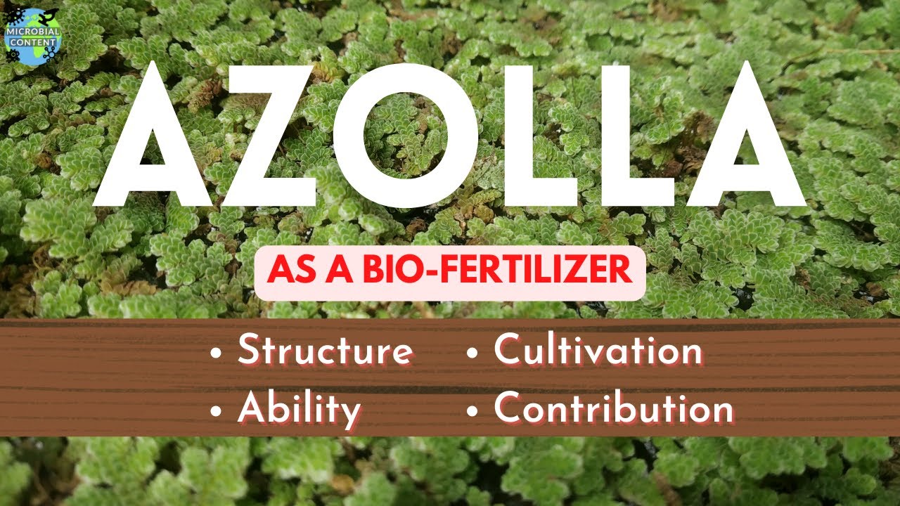 AZOLLA : IN DETAIL | STRUCTURE | ABILITY | CONTRIBUTION | BENEFITS