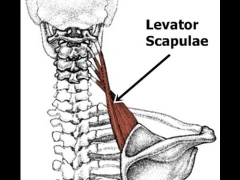 Intro to Muscle Naming: Characteristics Used to Name Muscles