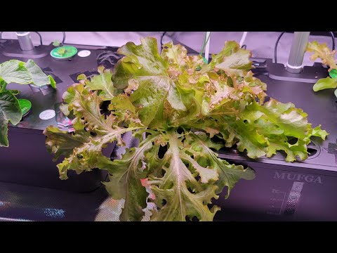 Harvest Red Salad Bowl Lettuce with Me.