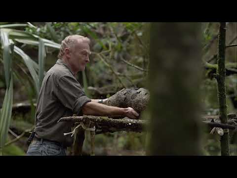 The Skills Of Smart Birds | Free Documentary