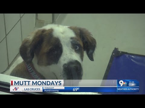 Mutt Mondays: What to do if you find a lost animal?