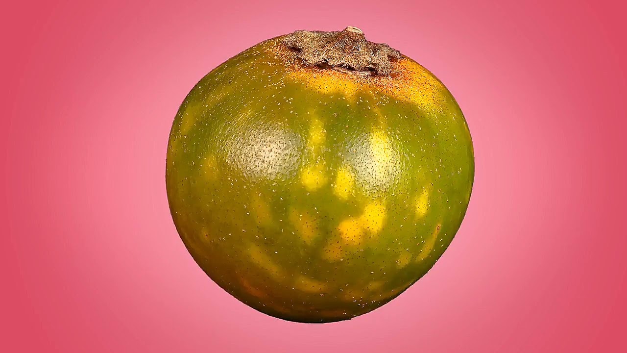 Hidden Patterns Inside Food - Ultimate Compilation