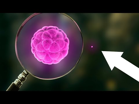 Cell Theory | BioLogic