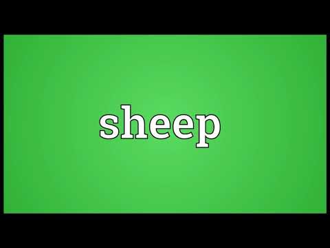 sheep meaning in English