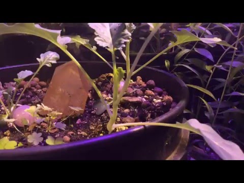 BATAVIA F1 - Broccoli