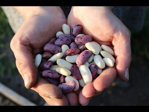 How To Keep Romano Beans Fresh For Winter #FoodFAQ