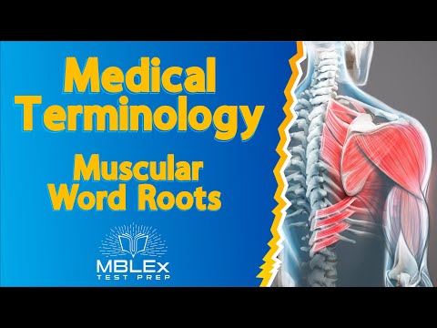 Medical Terminology - Muscular Word Roots