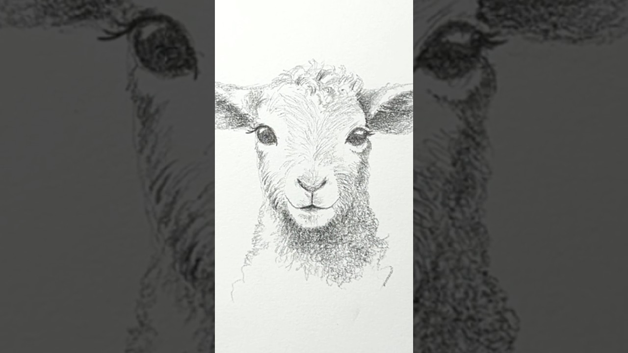 Lamb  #drawing #howtodraw #arttutorial #lamb #sheep