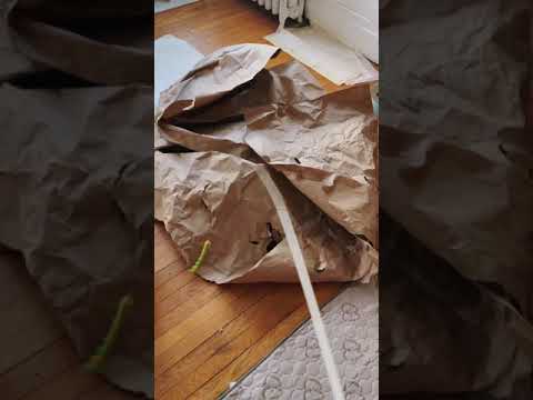 Video of adoptable pet named Midnight